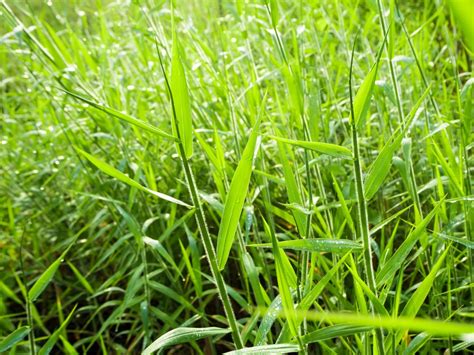 Conheça quais são os tipos de brachiaria e como fazer seu manejo Blog