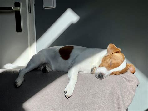 Todo dia cãezinhos projetoMila on Twitter