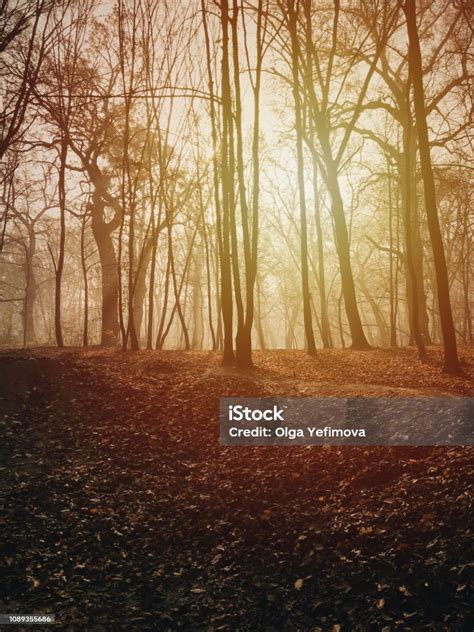 여객기의 배경입니다 가 단풍 개념입니다 여러 가지 빛깔된의 단풍나무 잔디에 거짓말을 떠난다 떨어지는을 황량한 공원 흐린 날씨아름 다운가 풍경에에서 단풍 안개에 나무입니다 가