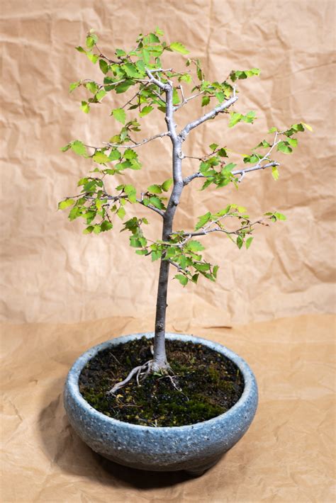 ケヤキの葉刈りとシンパクの芽摘み 盆栽なび