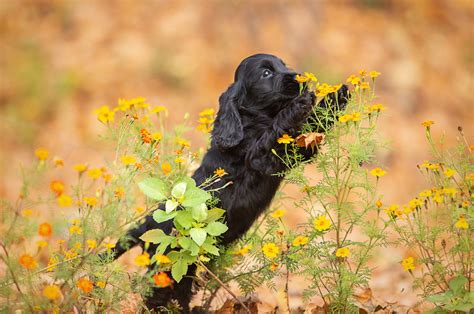7 Reputable Cocker Spaniel Breeders In The Uk
