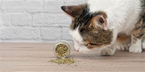 Why Does Catnip Make Cats Go Crazy Vet Approved Facts FAQ Hepper
