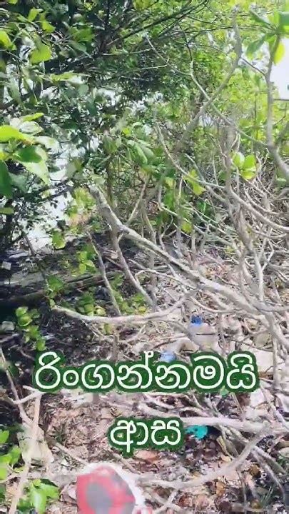 ලස්සනට අඩි පාර තියෙද්දි අස්සවල් වලින්ම යන්නේ ඒකෙ වෙනම ආතල් එකක් තියෙන නිසා 🥺🥺🥺 Youtube