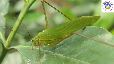 Con MuỒm MuỖmanimai World ChÂu ChẤu Youtube