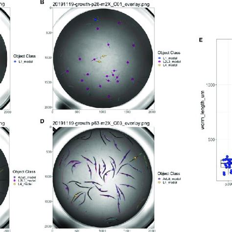 Easyxpress Applied To C Elegans Growth Data A Subset Of Well Images Download Scientific