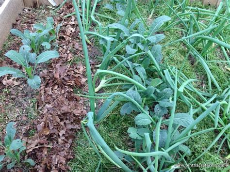 7 Ways To Improve The Quality Of Your Soil Tenth Acre Farm