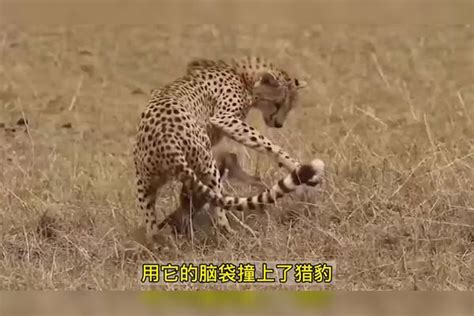 小羚羊誓死抵抗猎豹的羞辱，用头顶撞猎豹，可惜力量悬殊太大了猎豹抵抗羚羊