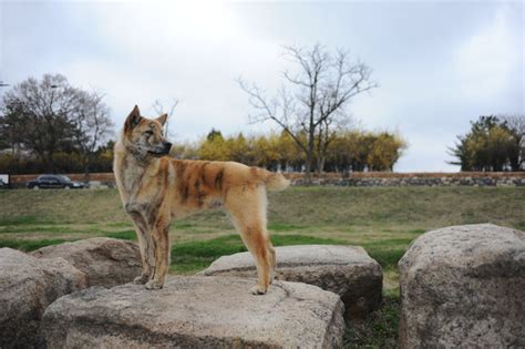 천연기념물 토종개 ‘동경이 유전자원 영구 보존