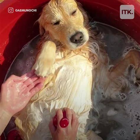 Lazy Golden Retriever Enjoys A Relaxing Bath