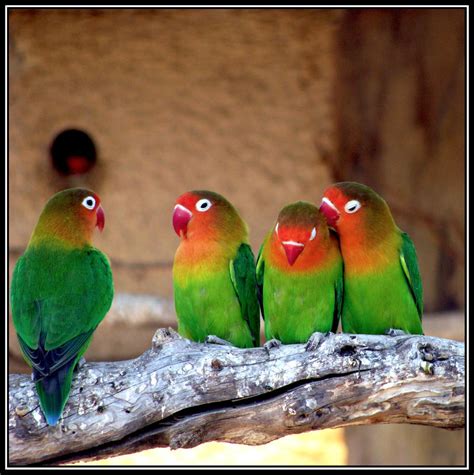 Fischers Lovebird 1 By Harisdrako On Deviantart