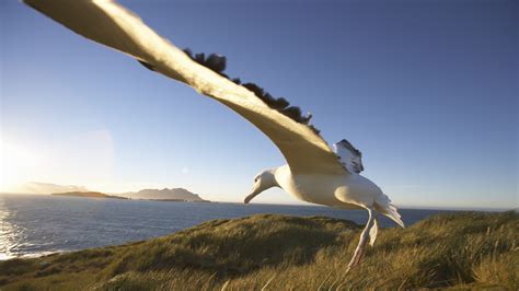 Birds News Features And Articles Live Science