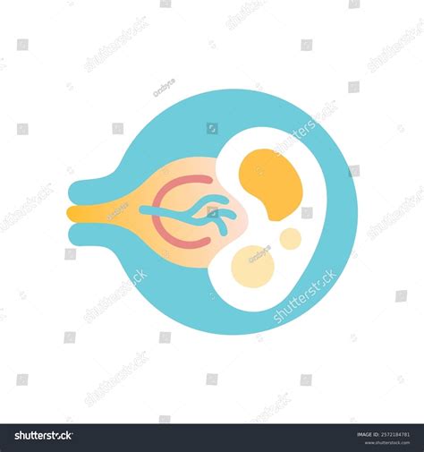 Unique Tympanic Membrane Anatomy Vector Design Stock Vector Royalty