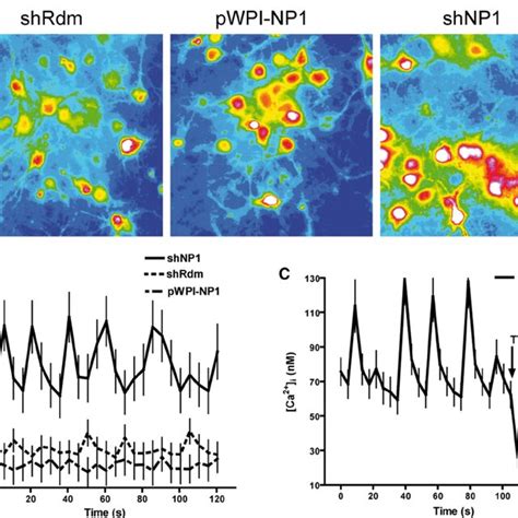 Knockdown Of Np1 Increases Neuronal Excitability A Current Clamp