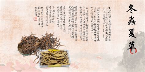 冬蟲夏草收購價格表 百酒樓人蔘收購