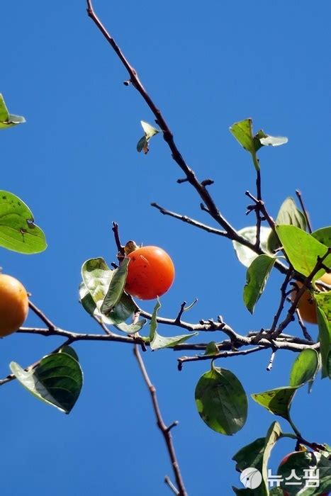 감 익는 울진의 코발트빛 가을 하늘