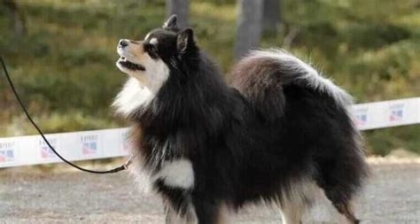 以芬兰猎犬为宠物的饲养方法了解狗狗的品种特点做好饲养准备 宠猫网