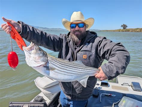 The Decline Of The Striped Bass In The Central Valley Ncgasa