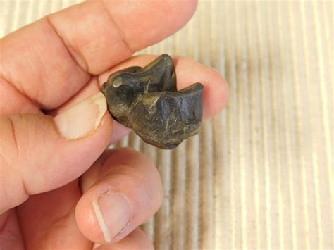 Fossil Tapir Tooth Fossils And Artifacts For Sale Paleo Enterprises