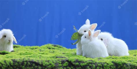 Premium Photo Cute White Rabbit On The Grass