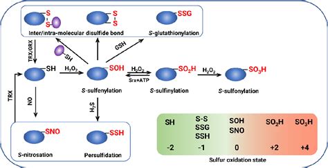 Figure 1 From Cysteine Thiol Based Post Translational Modification