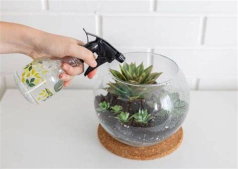 Cómo hacer un terrario de Suculentas guía paso a paso Eco Jardín Mágico