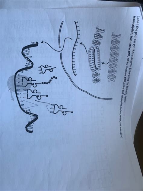 Dna Transcription Drawing