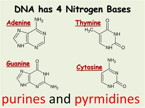 Dna Ppt Download