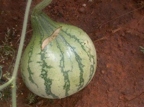 Cracking Of Watermelon Solved Farm Questions FarmNest India Farm