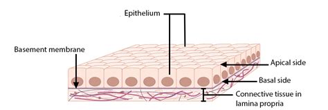 3 3 Epithelial Tissue Medicine Libretexts