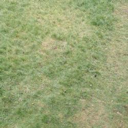 Another Photo Texture Pack Grass OpenGameArt Org