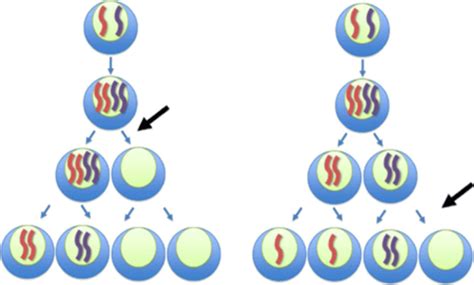 Meiosis Quiz Flashcards Quizlet