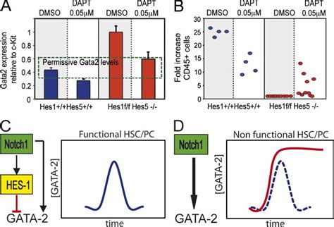 Reduction Of Notch Signaling Partially Rescues Hes Dependent