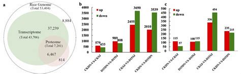 Comparison Of The Protein And Transcript Abundances In Roots Of Two