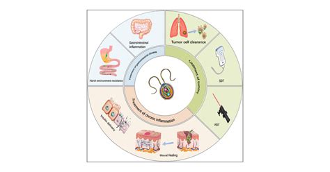 Recent Advances In Microalgae Robots For Biomedical Applications Acs Biomaterials Science