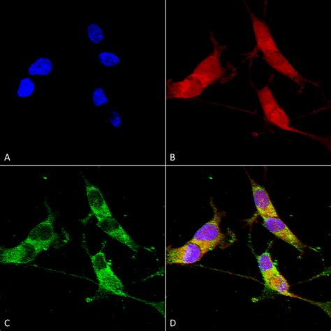 Anti Vglut2 Antibody [s29 29] Monoclonal Igg1