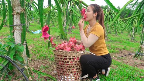 Harvesting Dragon Fruit And Bring It To The Market To Sell Gardening