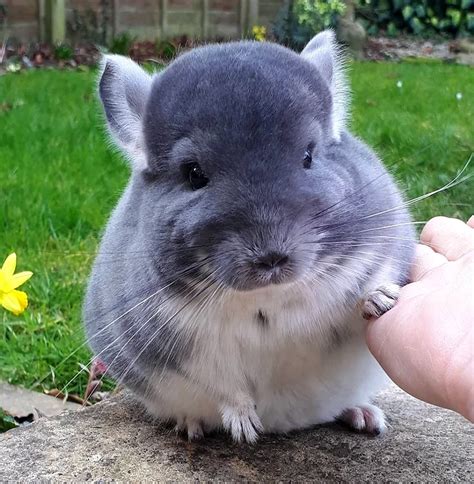 Шиншилла пушистая 39 фото