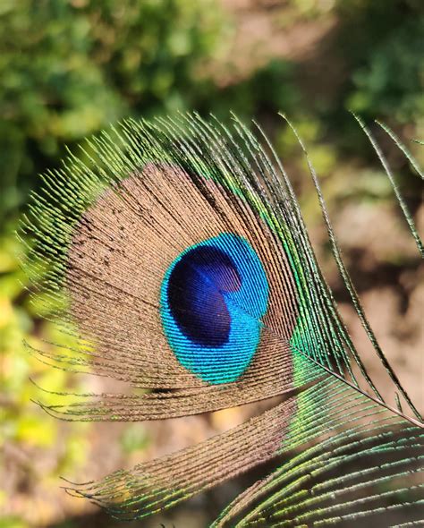 A Peacock Feather Pixahive
