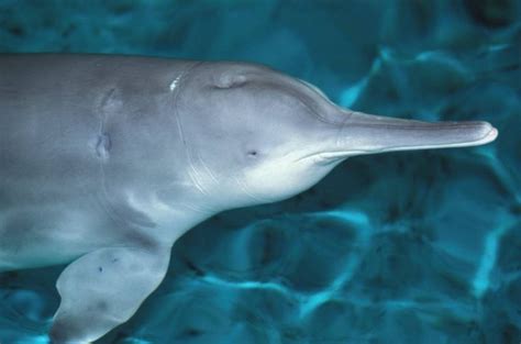 La Enorme Gravedad De La Sexta Gran Extinción