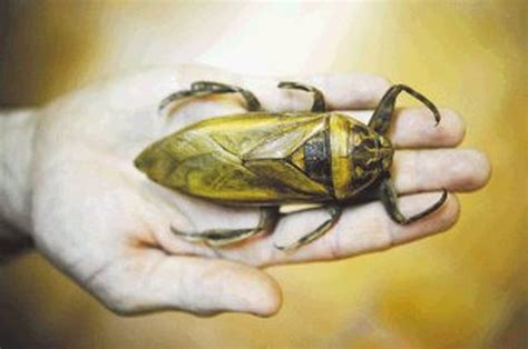 Museo De Insectos 50 Años Dedicados A La Vida En Miniatura La Nación