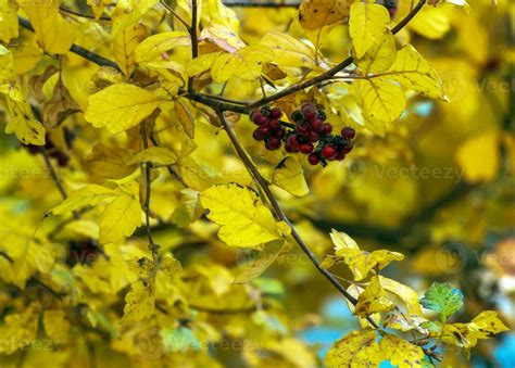 Close Up Of Fragrant Sumac In Autumn Latin Name Rhus Aromatica Sumac
