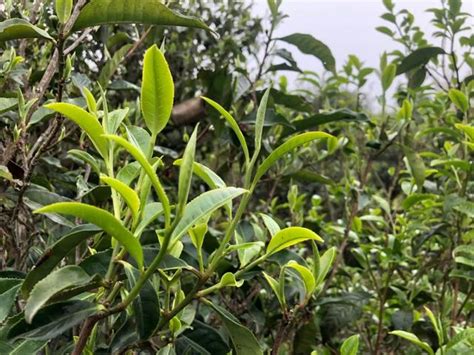 《老徐談茶》第282期：今年的春茶究竟值不值得入手？這5點必看 每日頭條