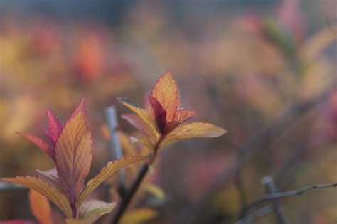 나뭇잎 빨간색 자연 Pixabay의 무료 사진 Pixabay
