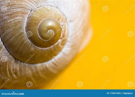 Empty Snail Shells Stock Image Image Of Protection 174967485