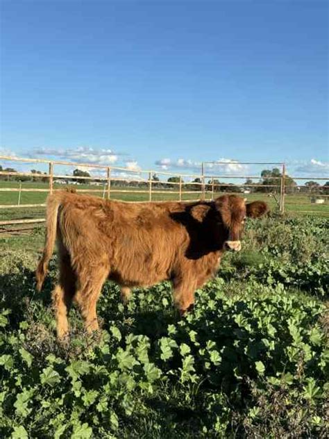 Highland X Jersey Bull Livestock Gumtree Australia Tamworth