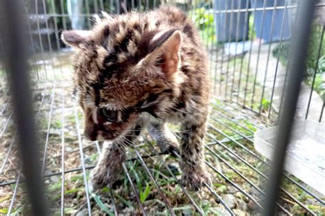 Kucing Hutan Itu Terpantau Di Kawasan Taman Nasional Batang Gadis