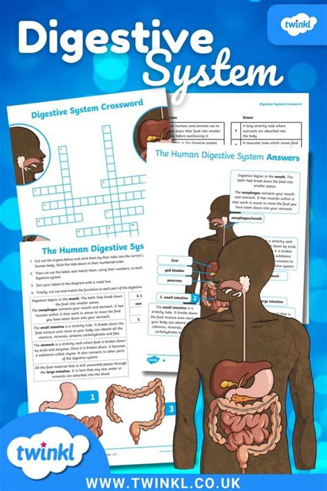 Digestive System Ks2 Science [video] Interactive Lessons Digestive System Activities Human
