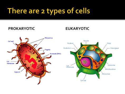 Ppt 8th Grade Life Science Fcat Review Powerpoint Presentation Free