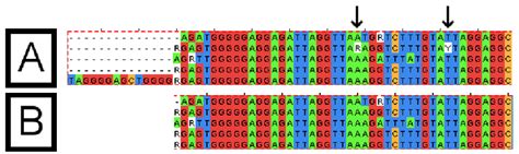 Sequence Alignments Before And After Processing By The Automatic