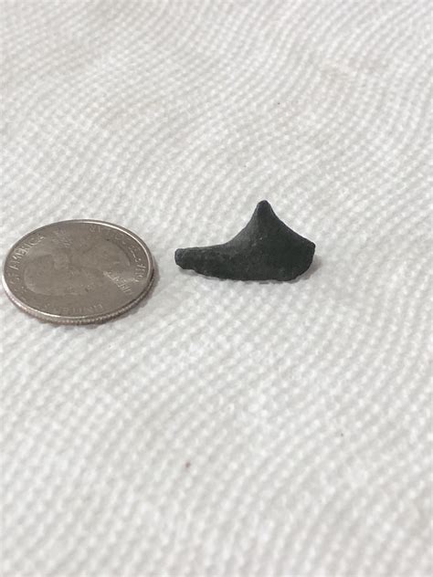 Holden Beach Nc R Fossilid